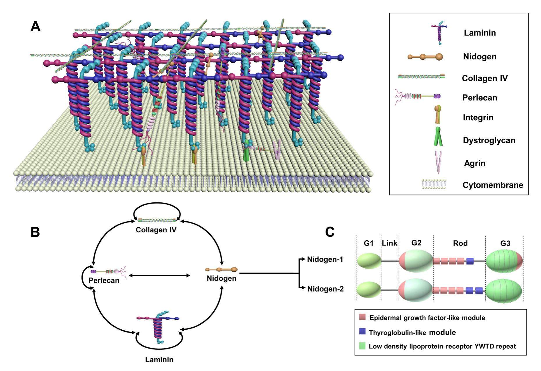 Genes & Diseases