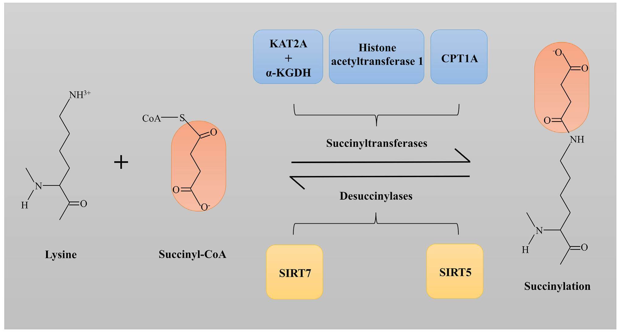 Genes & Diseases